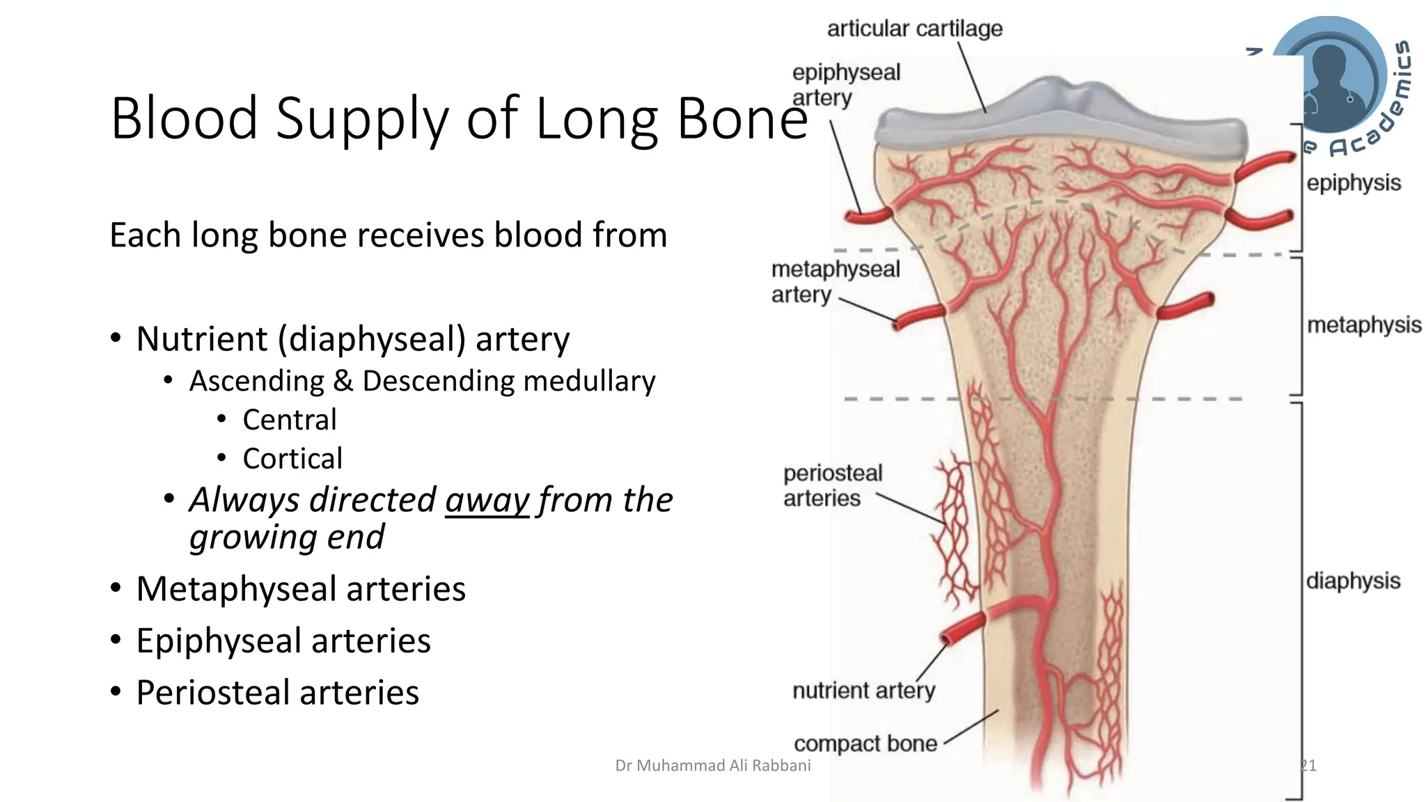 General Anatomy of Bone, Skeleton, and Cartilage | PDF