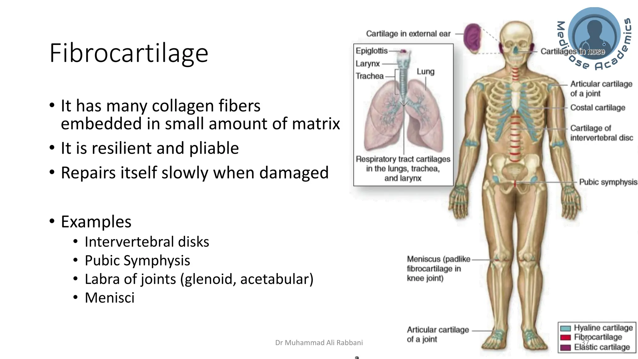 General Anatomy of Bone, Skeleton, and Cartilage | PDF