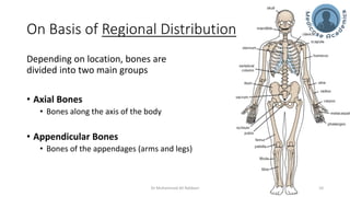 General Anatomy of Bone, Skeleton, and Cartilage | PDF