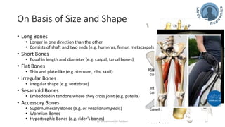 General Anatomy of Bone, Skeleton, and Cartilage | PDF