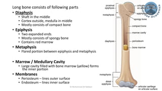 General Anatomy of Bone, Skeleton, and Cartilage | PDF