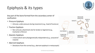 General Anatomy of Bone, Skeleton, and Cartilage | PDF