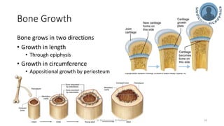General Anatomy of Bone, Skeleton, and Cartilage | PDF