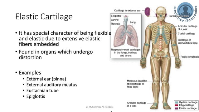 General Anatomy of Bone, Skeleton, and Cartilage | PDF | Bone and Joint ...