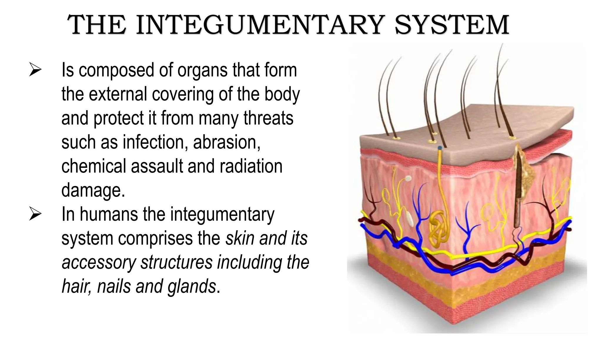 Integumentary System | PPT