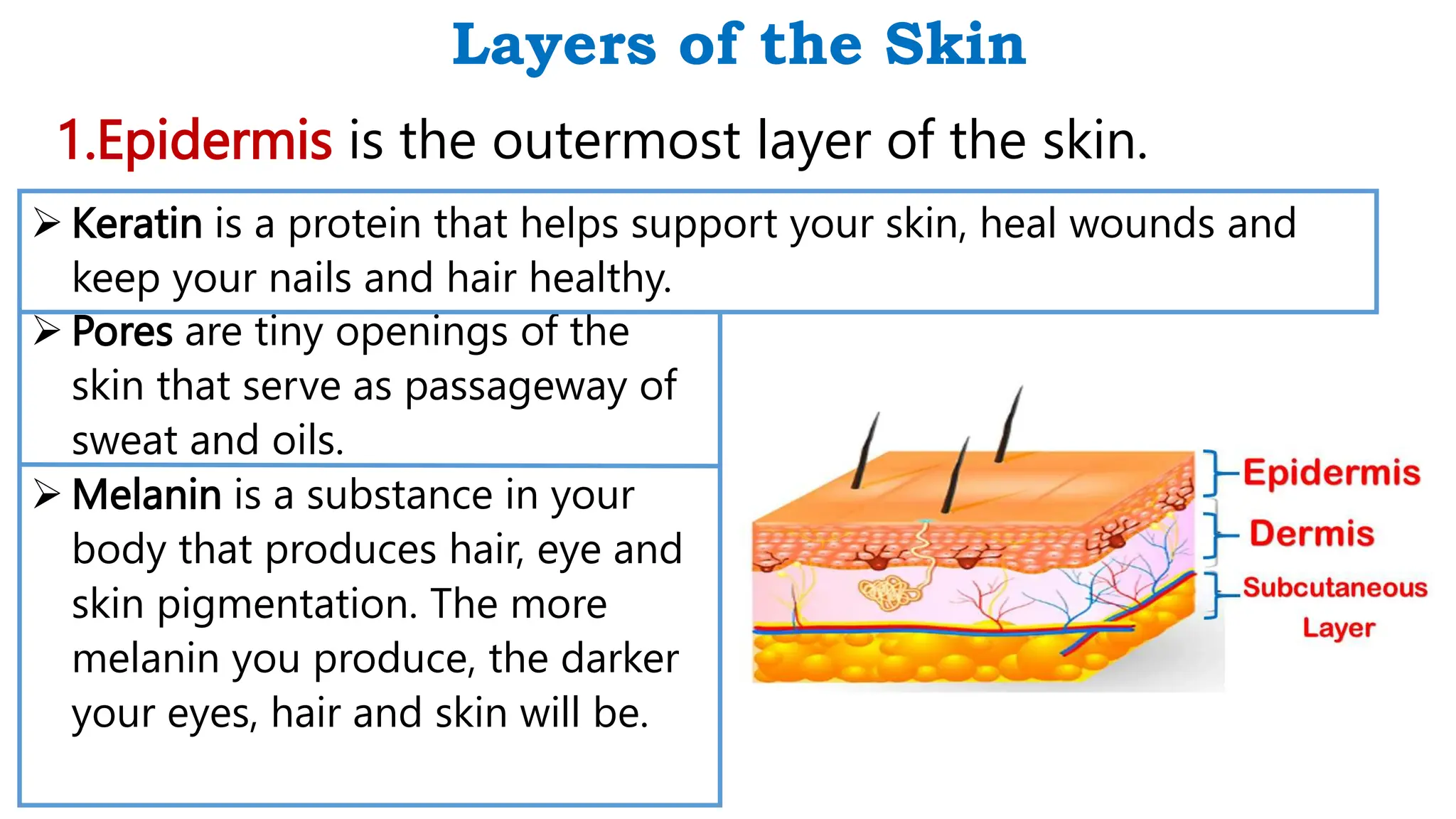 Integumentary System | PPT