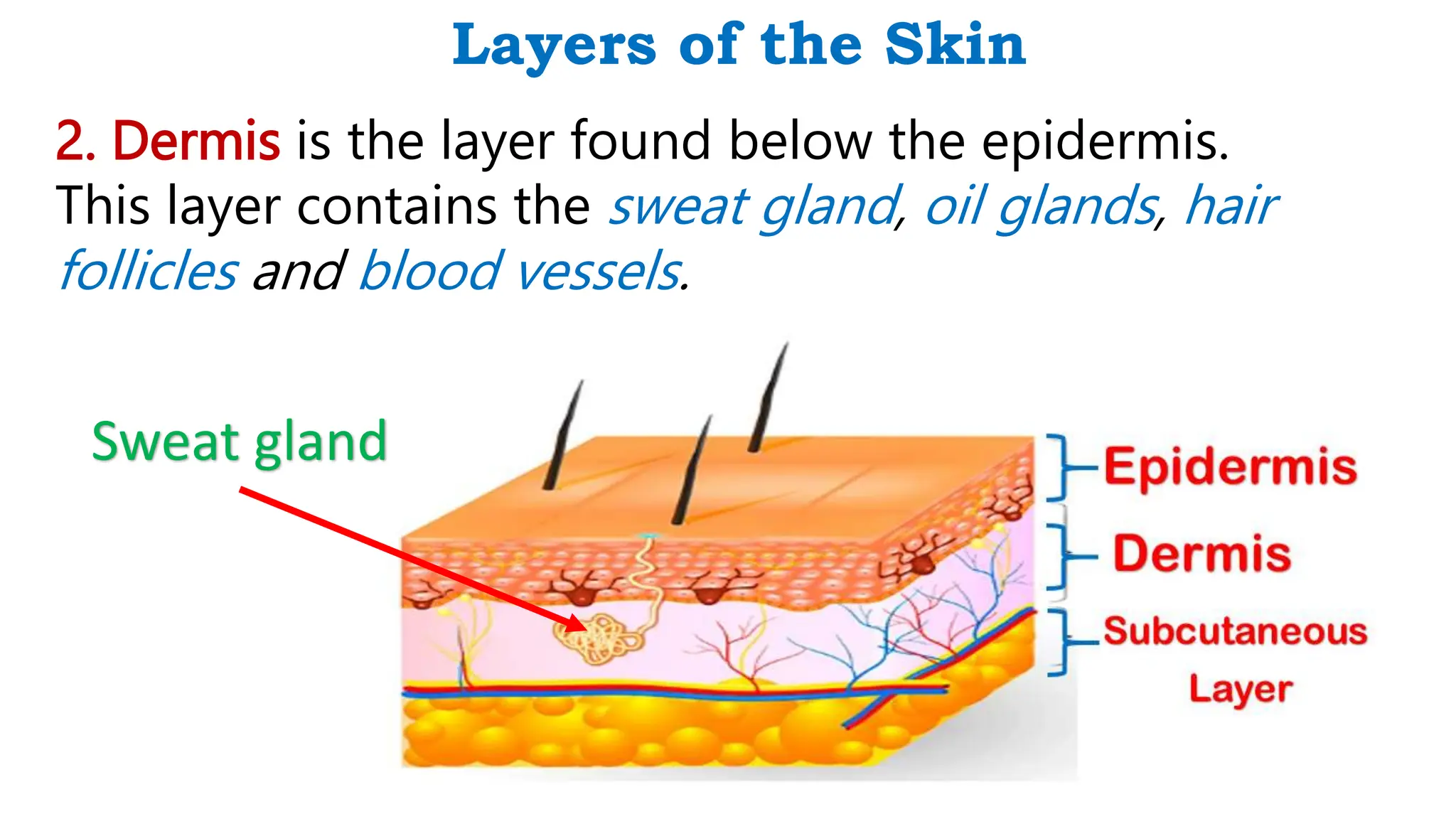 Integumentary System | PPT