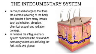 Integumentary System | PPT
