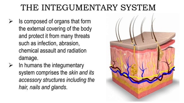 Integumentary System | PPT