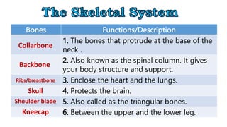 Integumentary System | PPT