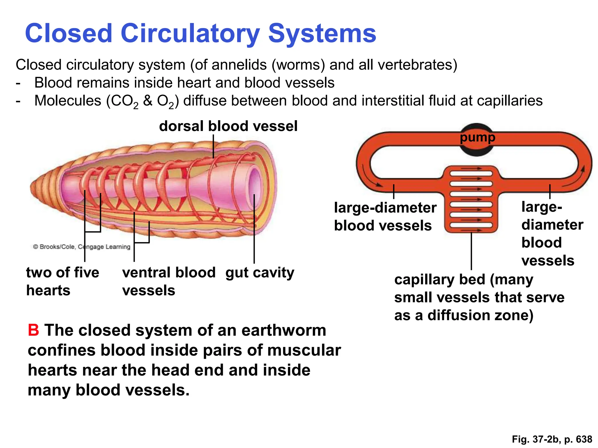 Circulatory System BY: EMYLIE LANTORIA.pptx