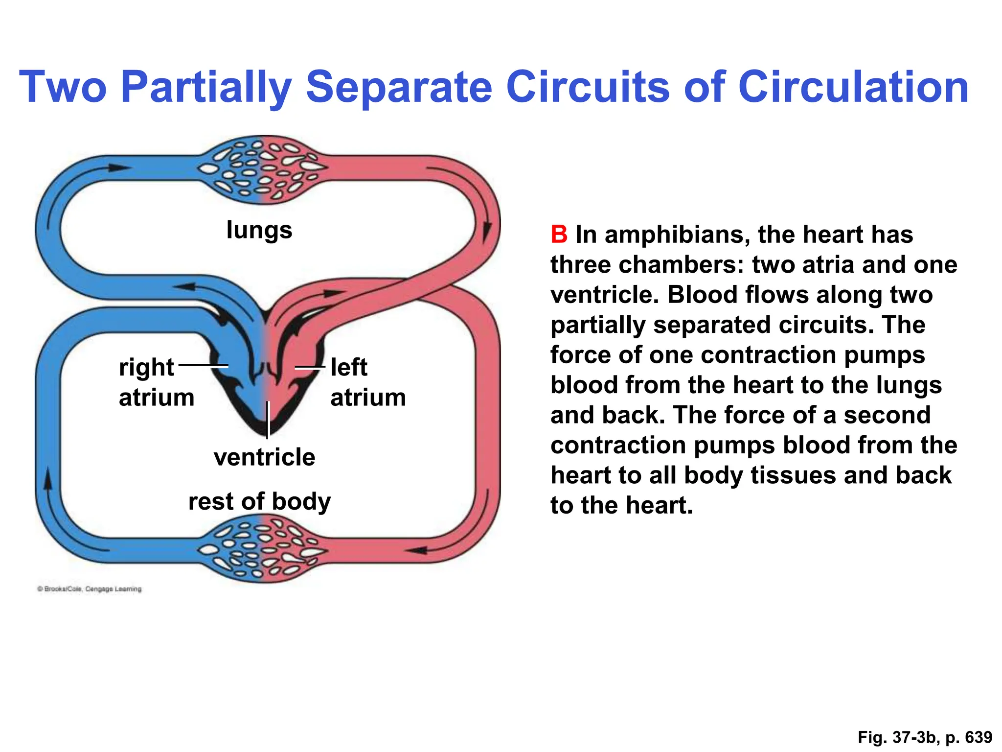 Circulatory System BY: EMYLIE LANTORIA.pptx