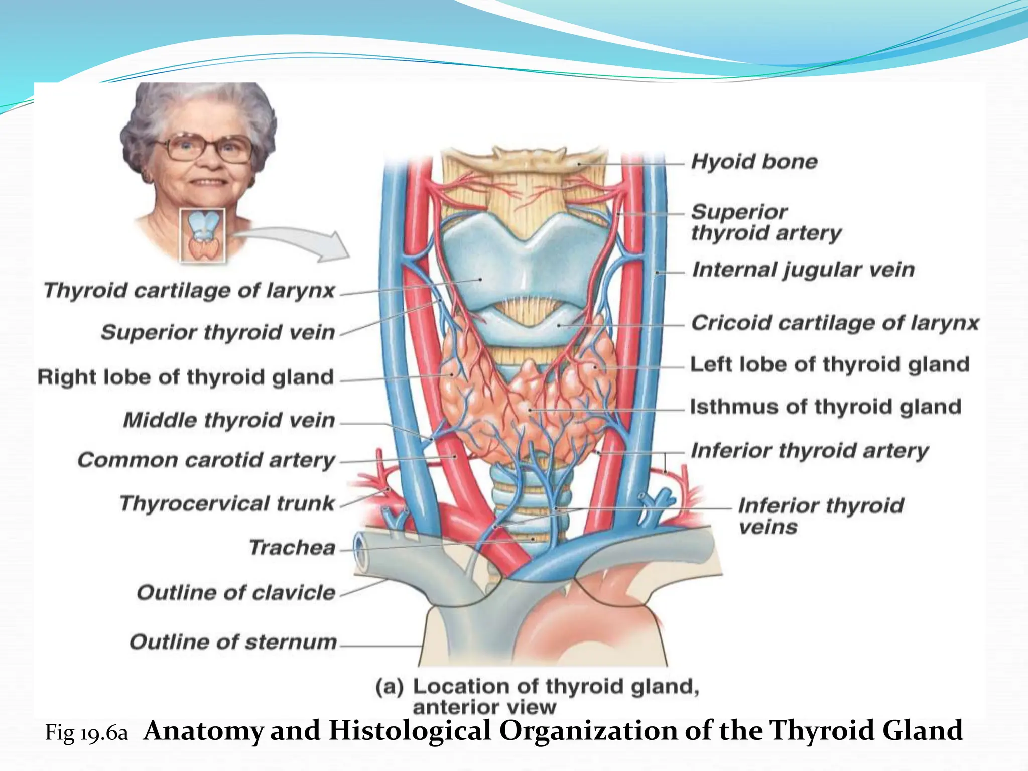2.Thyroid Gland An.ppt anatomy physiology. Pathology | PPT