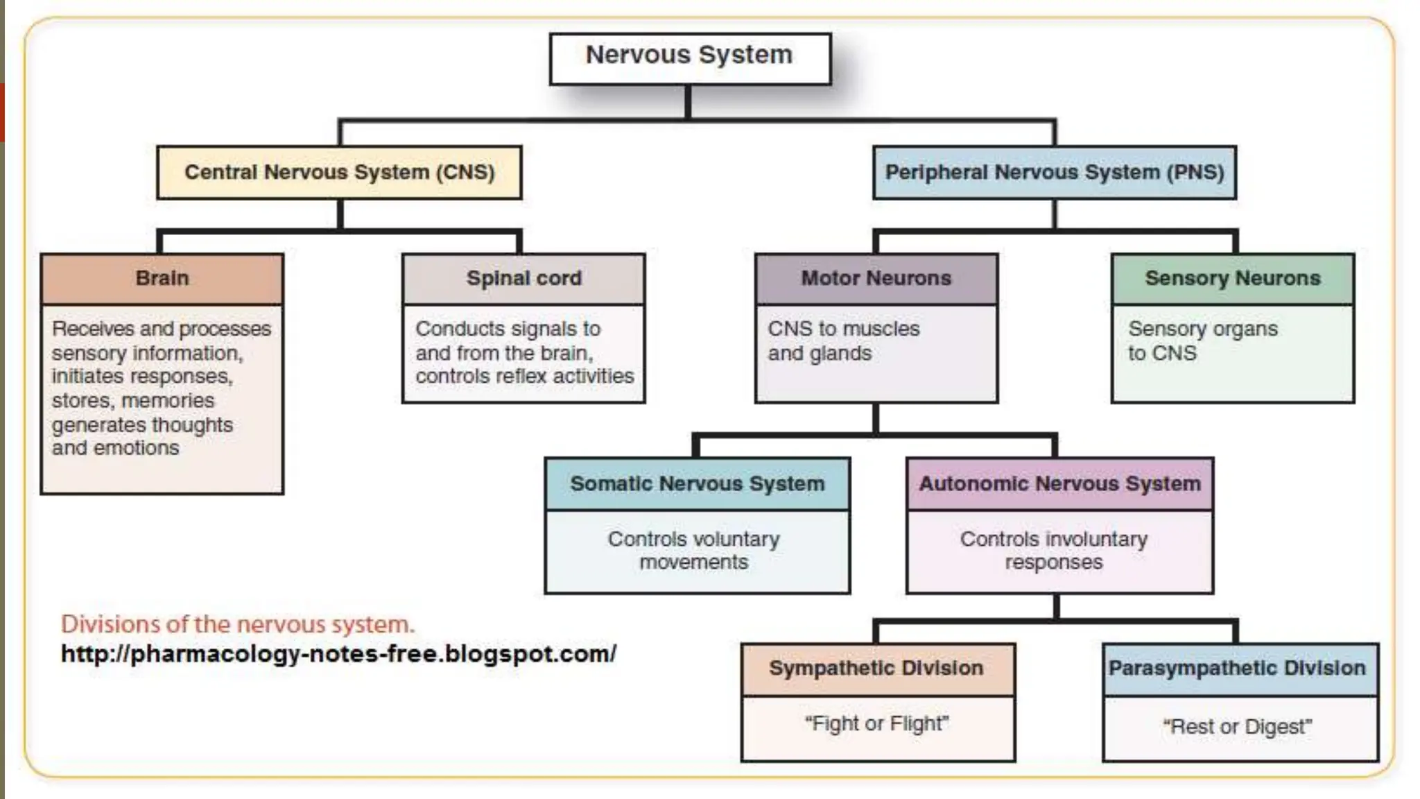 2. Physiology of the Nervous Sys Homeostasis.pptx