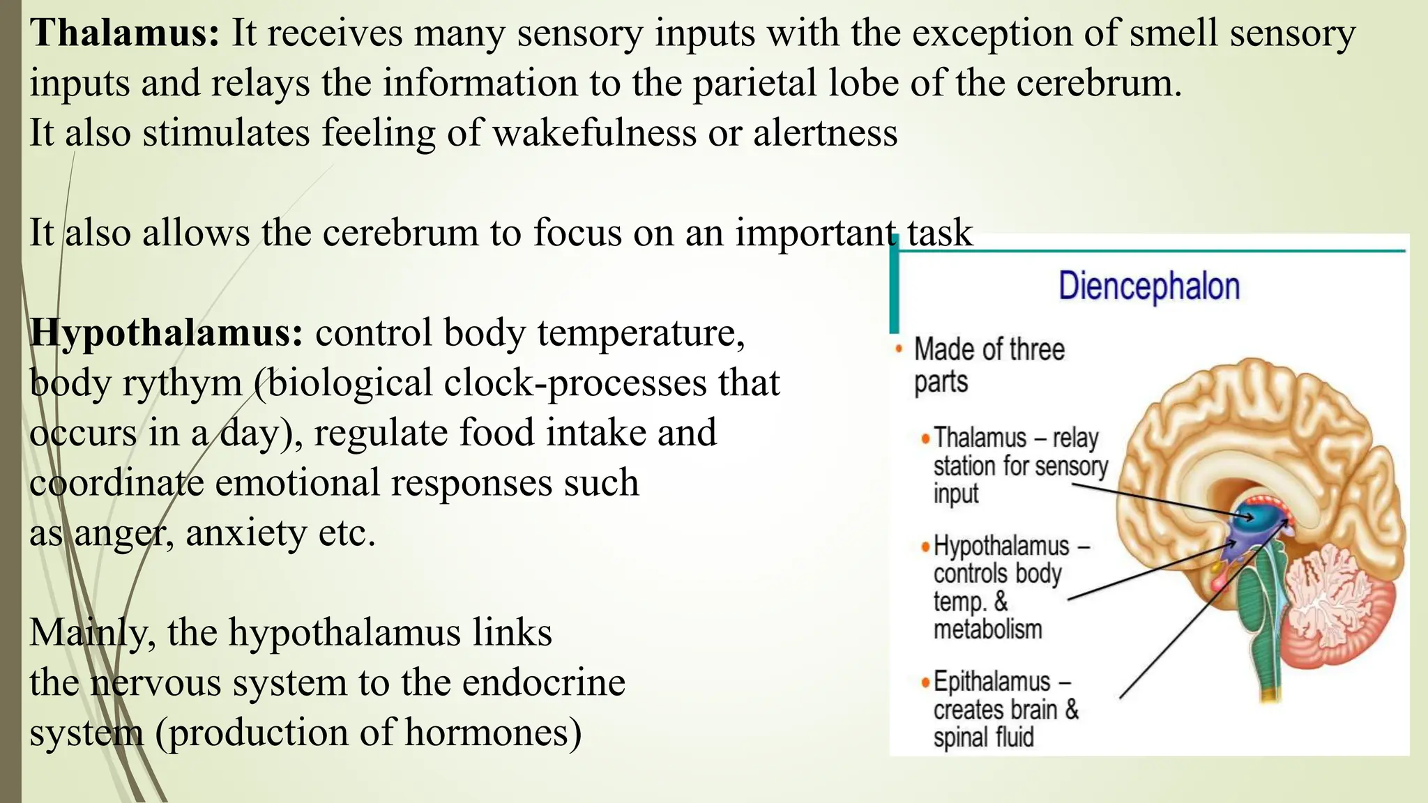 2. Physiology of the Nervous Sys Homeostasis.pptx