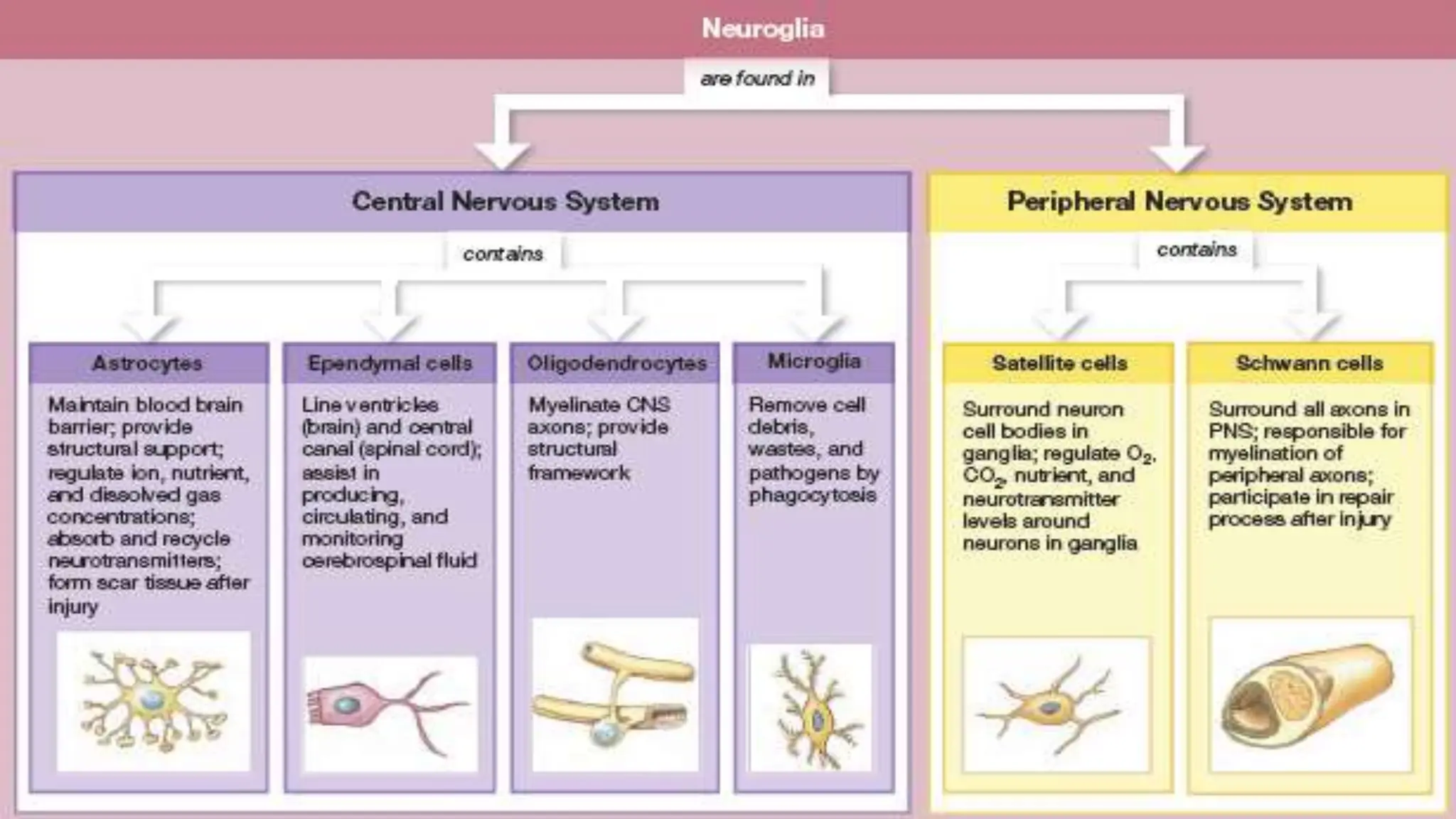 2. Physiology of the Nervous Sys Homeostasis.pptx
