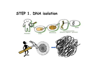 DNA isolation | PDF | Chemistry | Science