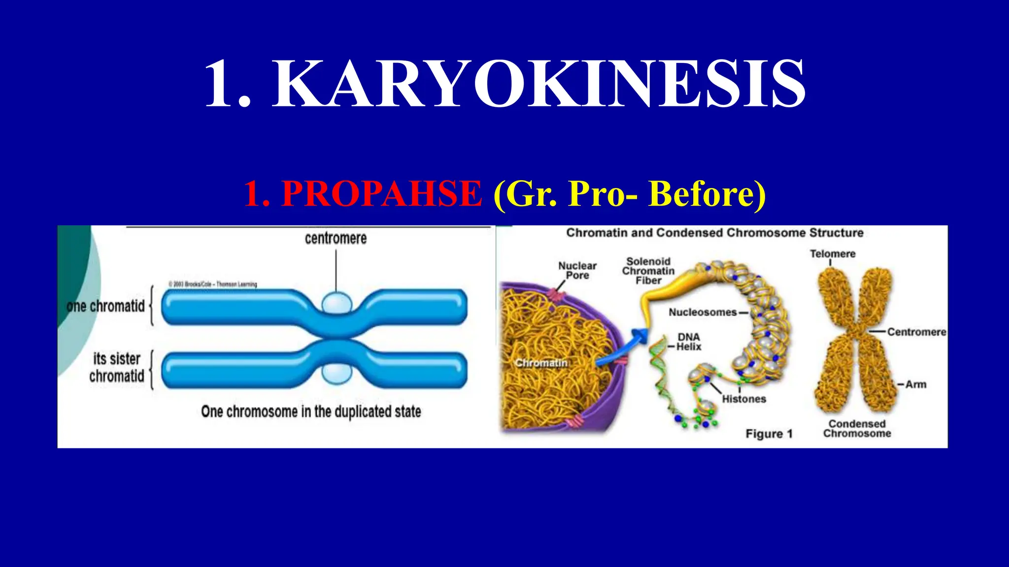 2. Mitosis in asexual reproduction.pptx