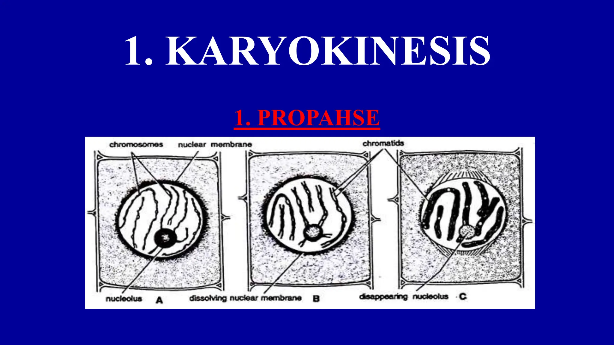 2. Mitosis in asexual reproduction.pptx