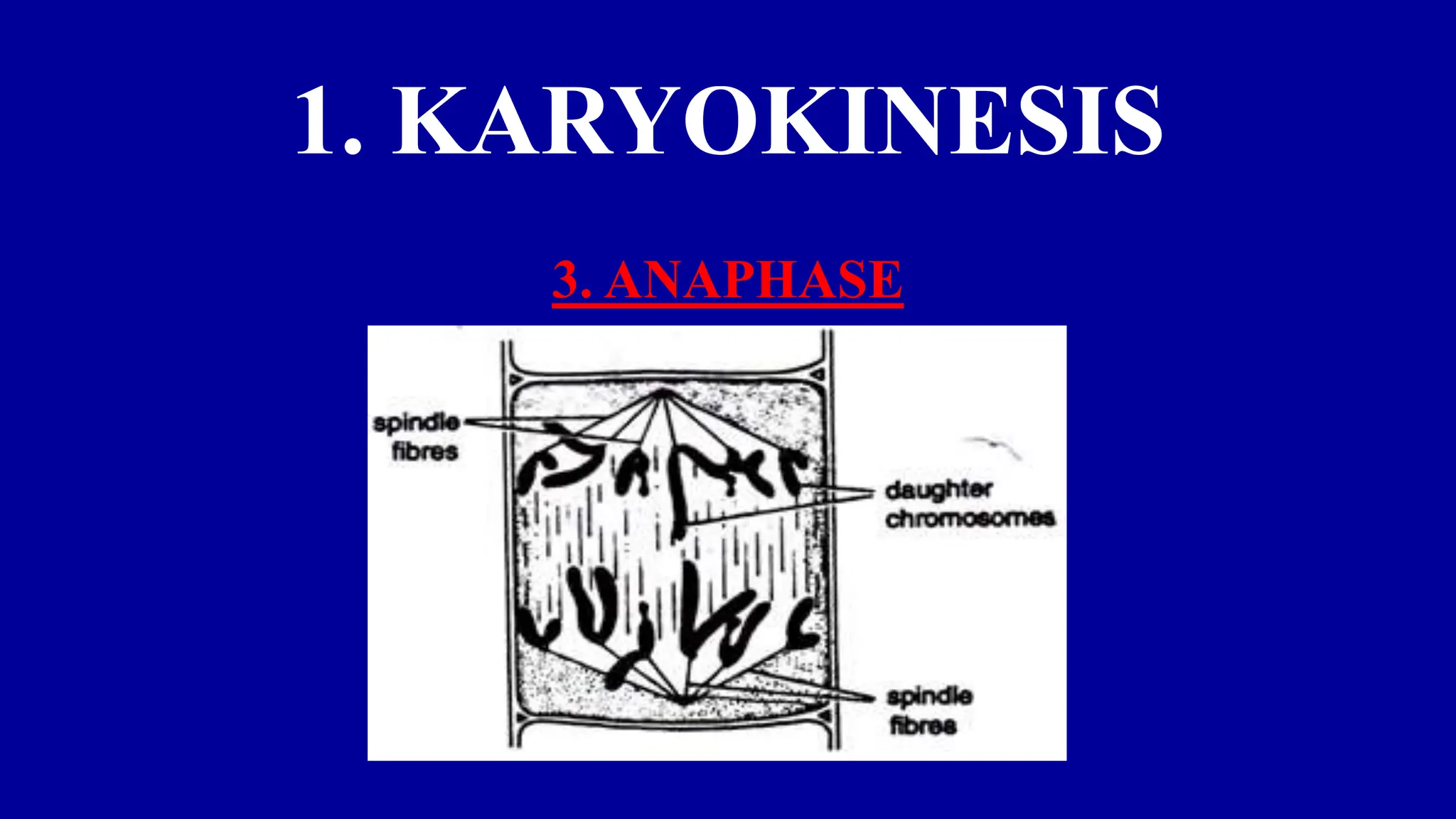 2. Mitosis in asexual reproduction.pptx