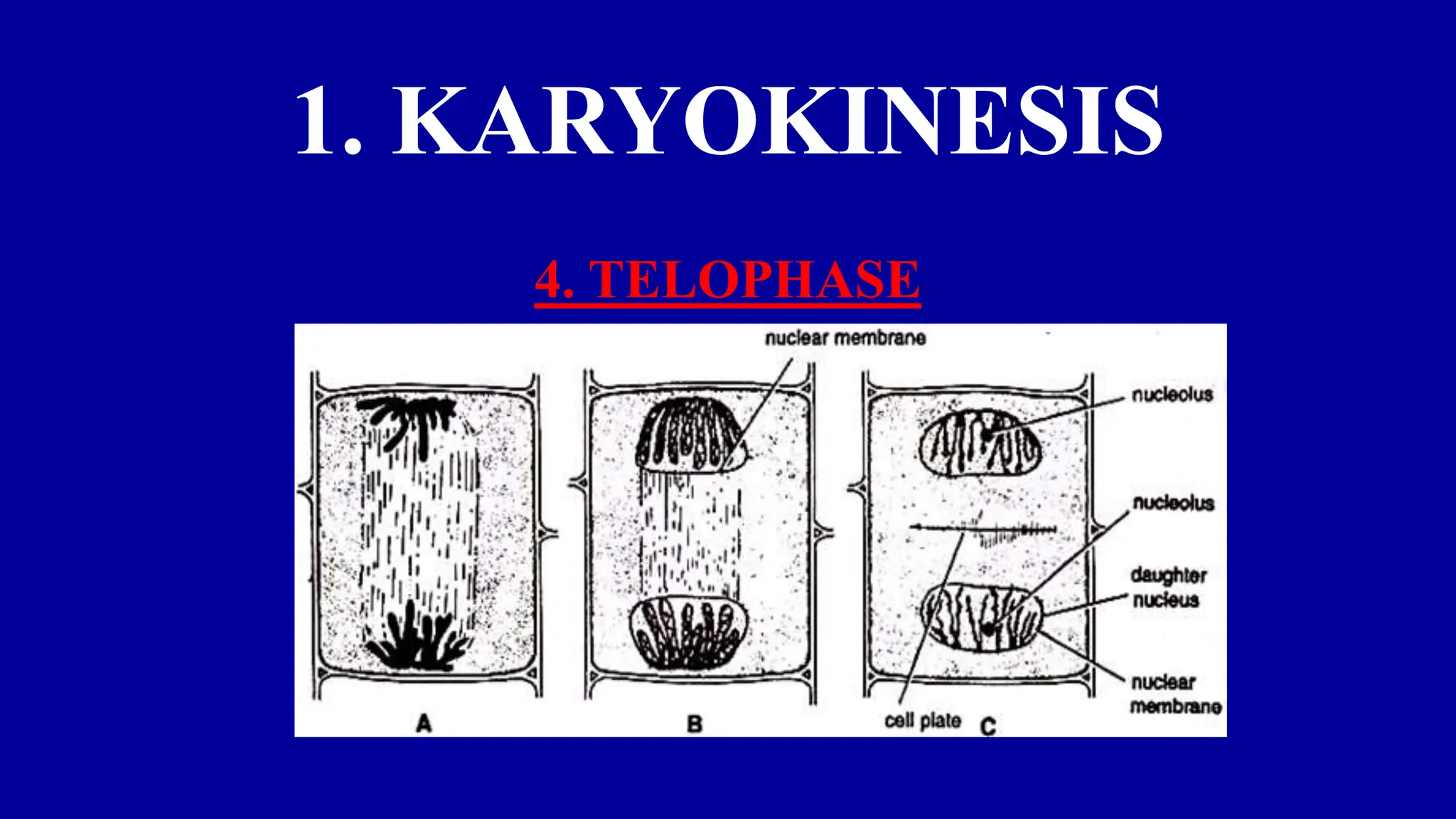 2. Mitosis in asexual reproduction.pptx
