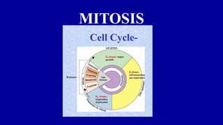 2. Mitosis in asexual reproduction.pptx