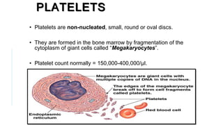 2. .BLOOD anatomy and physiology lymphatic y | PPTX