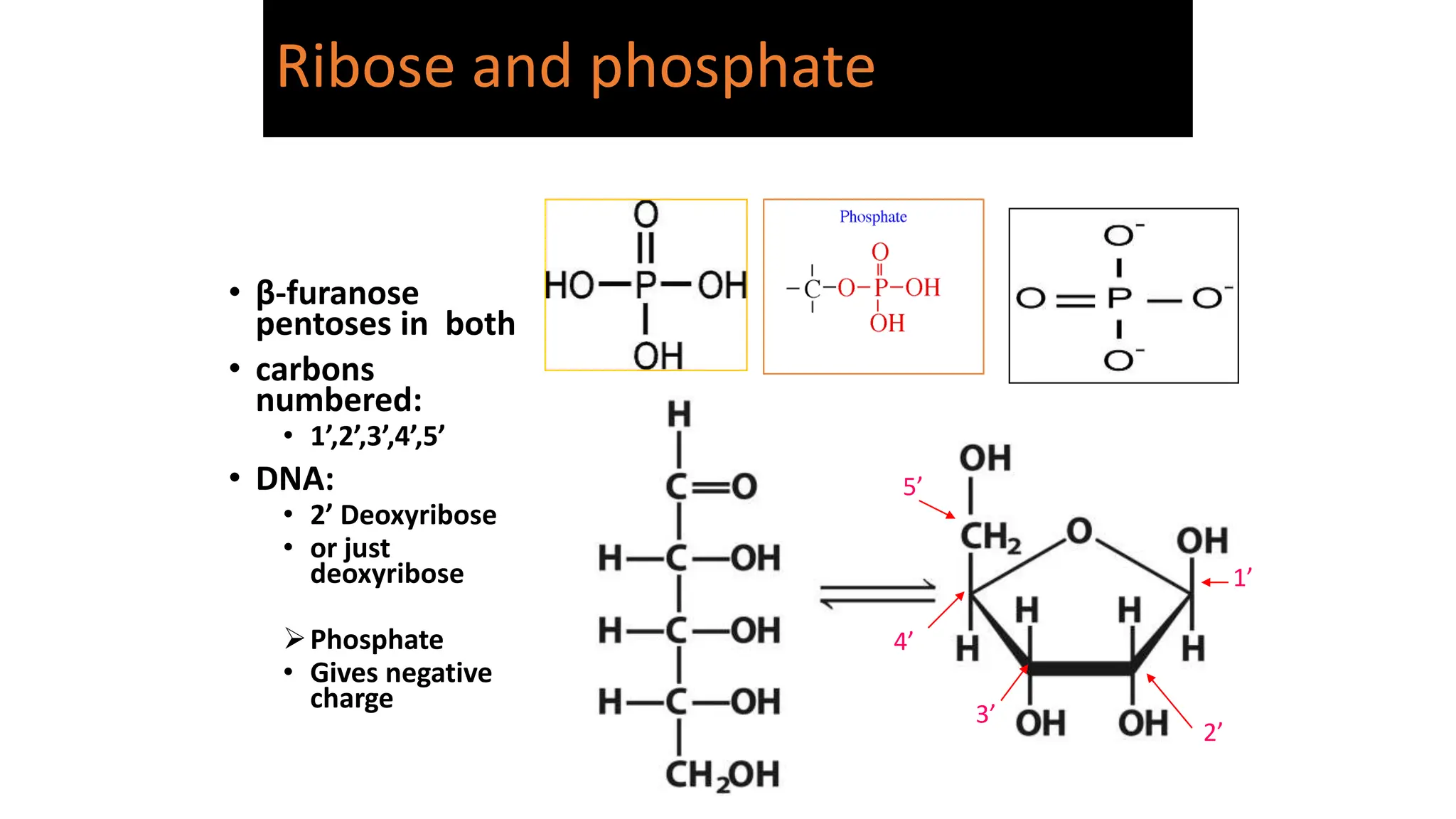 2. Properties of DNA bjjjjbjjjjjjjj.pptx