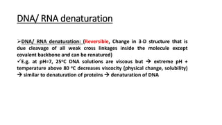 2. Properties of DNA bjjjjbjjjjjjjj.pptx