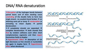 2. Properties of DNA bjjjjbjjjjjjjj.pptx