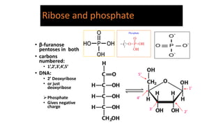 2. Properties of DNA bjjjjbjjjjjjjj.pptx
