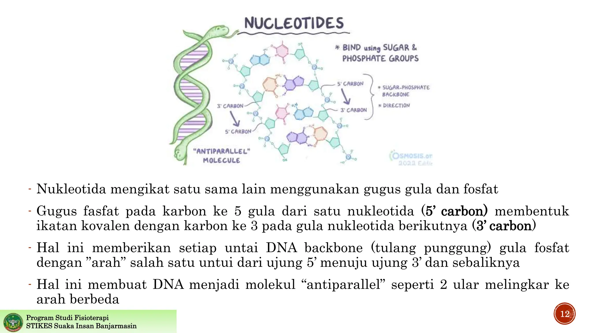 DNA, GEN, GENOM, GENOM DAN KROMOSOM. pptx | PPTX