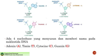 DNA, GEN, GENOM, GENOM DAN KROMOSOM. pptx | PPTX