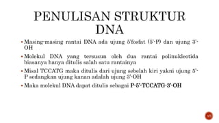 DNA, GEN, GENOM, GENOM DAN KROMOSOM. pptx | PPTX