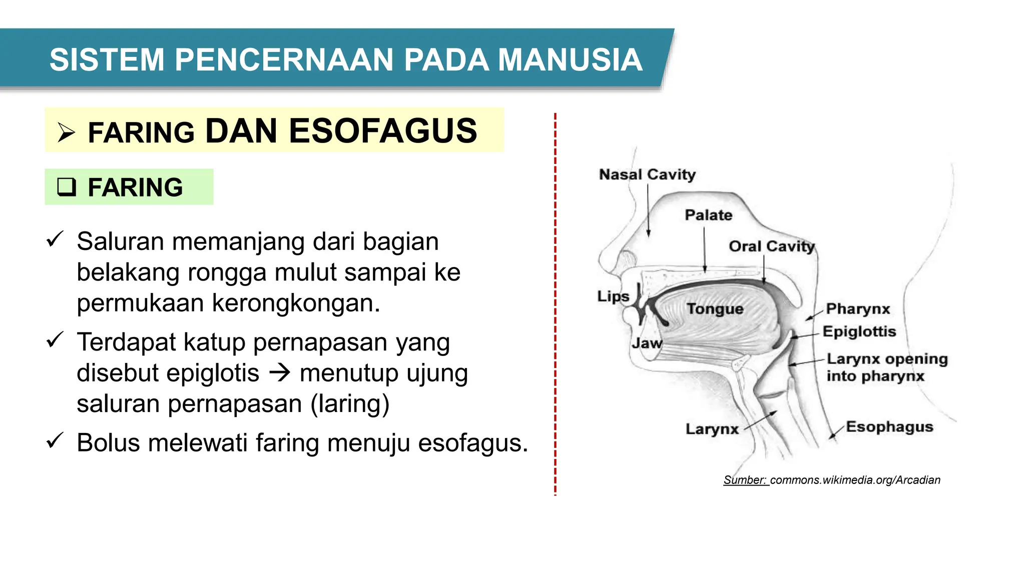 2.1. SISTEM PENCERNAAN PADA MANUSIA.pptx