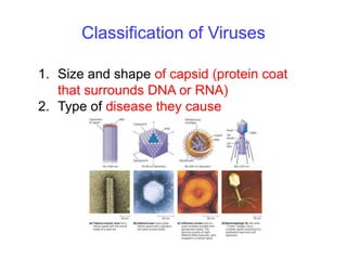 2.1 viruses Ontario curriculum biology 11.ppt