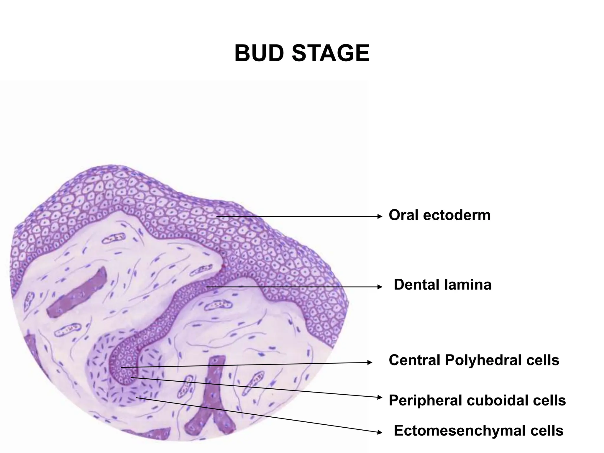 2. Development of tooth.ppt ODONTOGENESIS | PPT