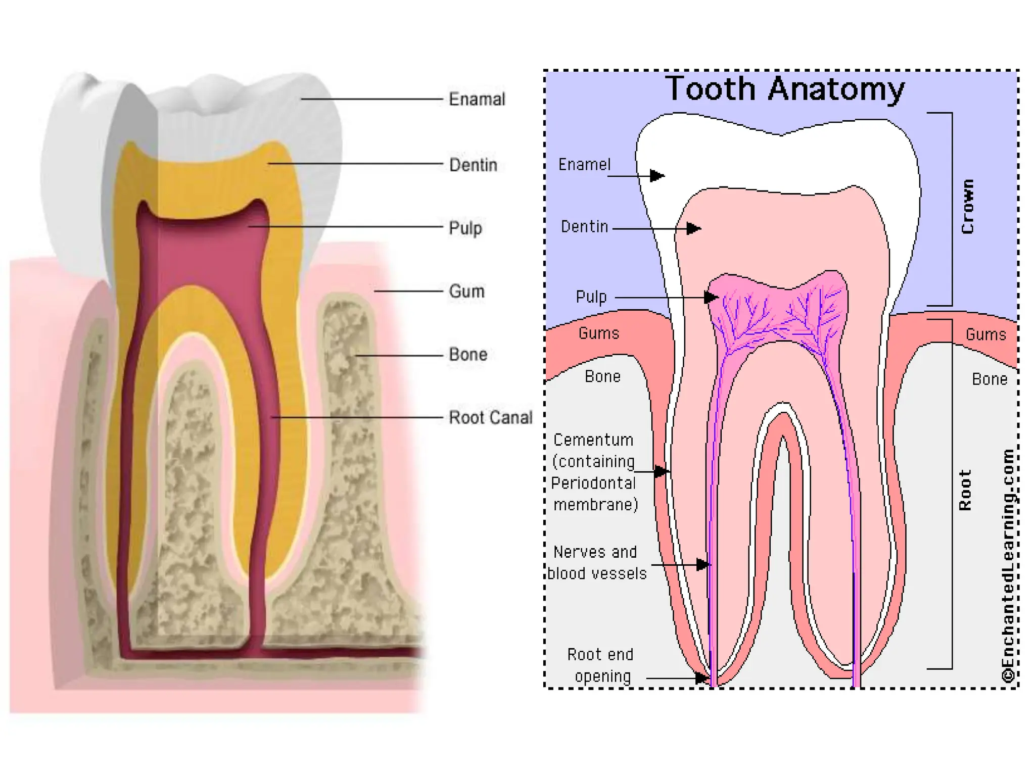 2. Development of tooth.ppt ODONTOGENESIS | PPT