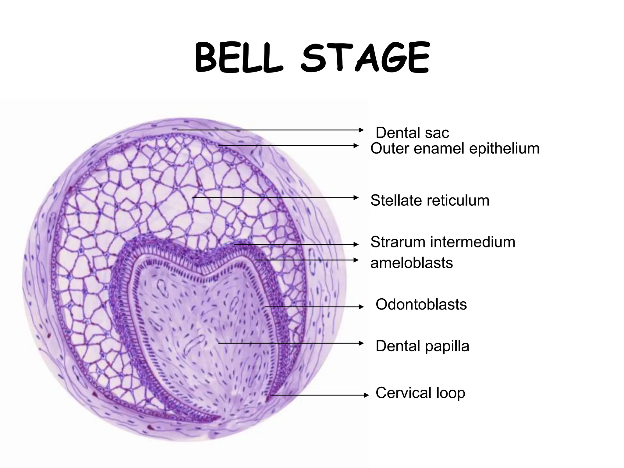 2. Development of tooth.ppt ODONTOGENESIS | PPT