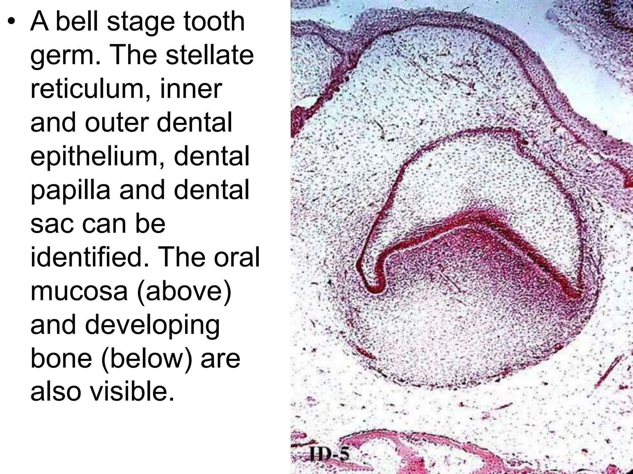 2. Development of tooth.ppt ODONTOGENESIS | PPT | Dental Health | Diseases and Conditions