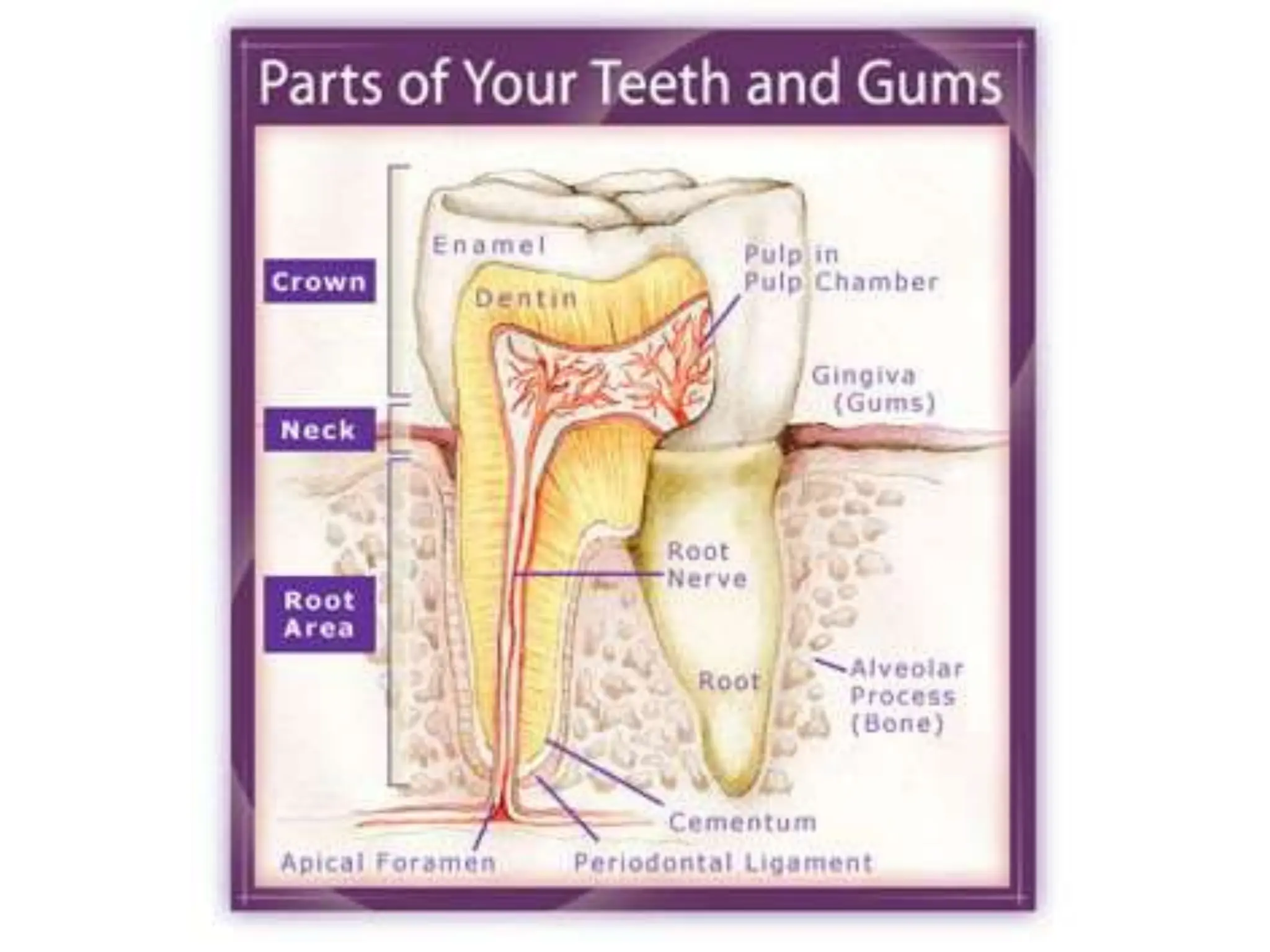 2. Development of tooth.ppt ODONTOGENESIS | PPT