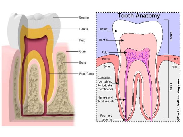 2. Development of tooth.ppt ODONTOGENESIS | PPT | Dental Health | Diseases and Conditions