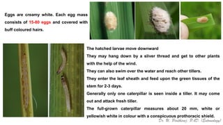 2. Borers and defoliators of rice_Dr.UPR.pdf