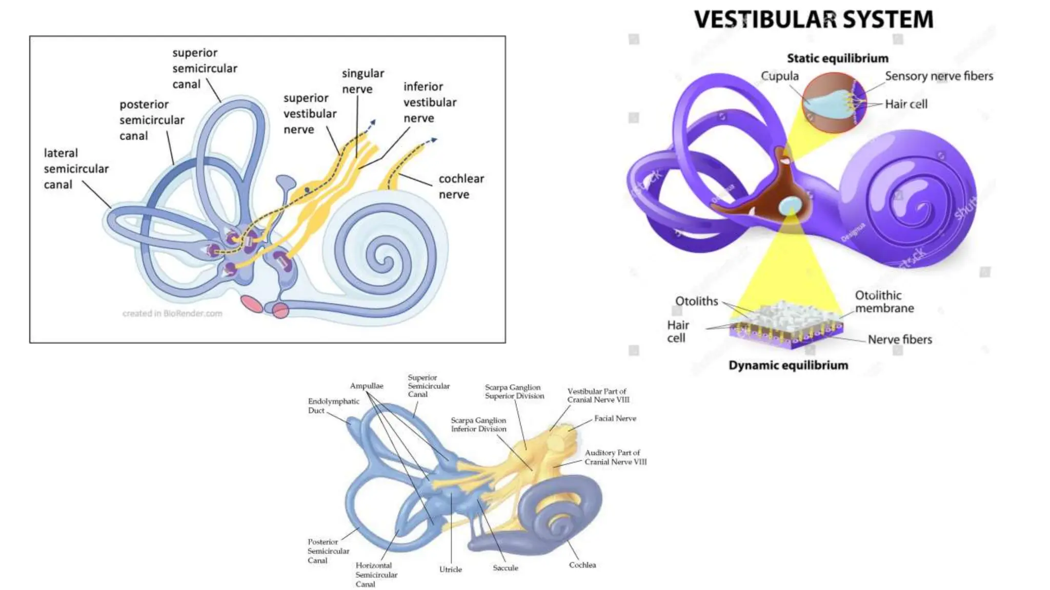 MATERI-KULIAH-PPT-GANGGUAN-VESTIBULAR.pptx