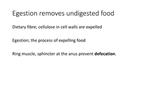 2.19 Human Digestion Cambridge IGSSE Biology | PPTX