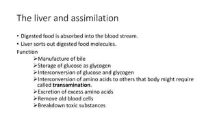 2.19 Human Digestion Cambridge IGSSE Biology | PPTX