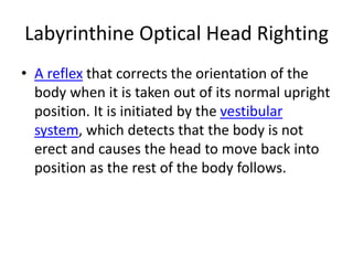 2.-Reflexesjwju aap so it rhi hech ji wt.ppt