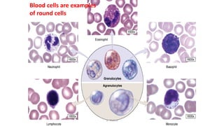 2. Cytology for embryology ms students of anatomy | PDF