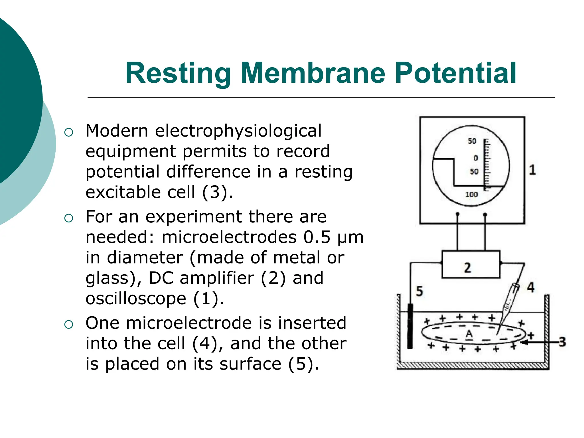 2.Physiology of Excitable Tissues (1).ppt