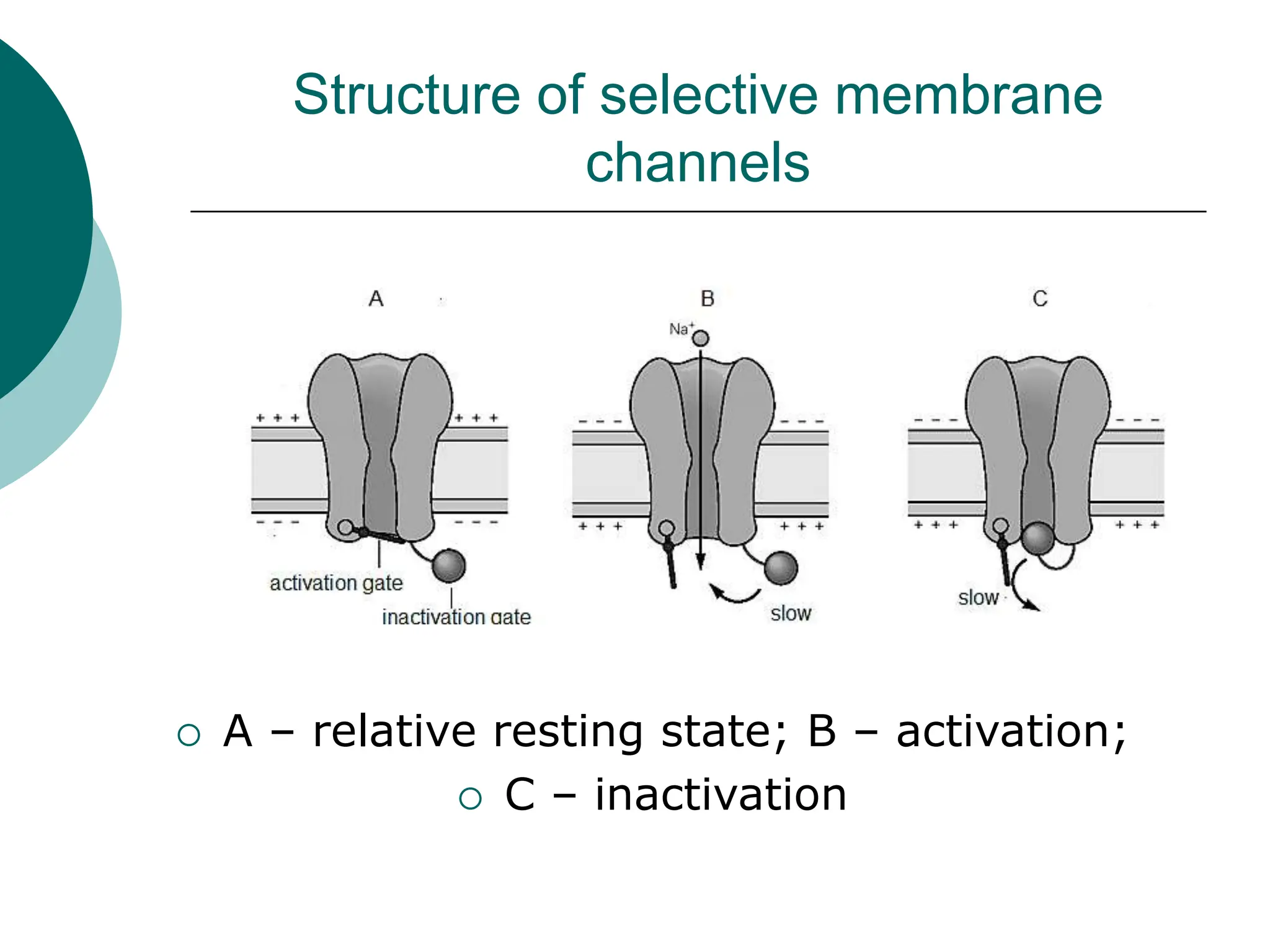 2.Physiology of Excitable Tissues (1).ppt